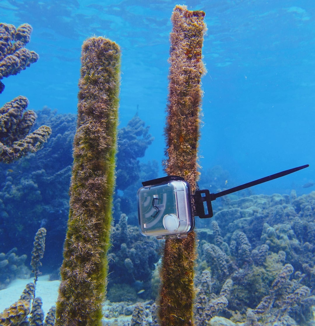How Technology Can Assist Coral Reef Restoration | GroupGets